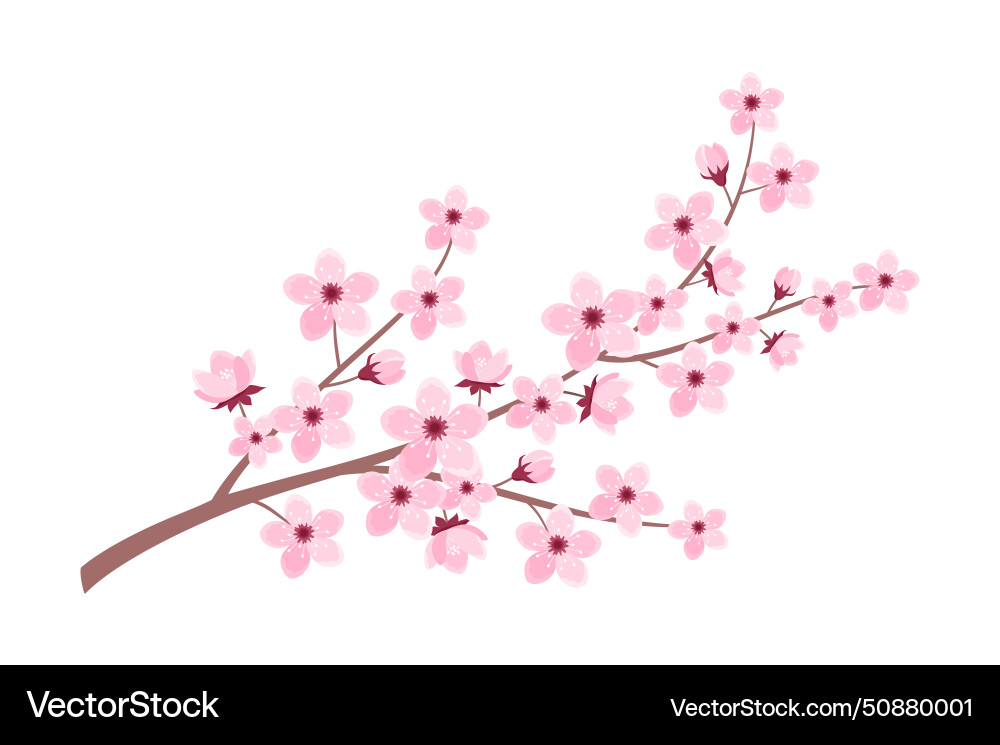 Pink cherry blossom branch isolated on white Vector Image