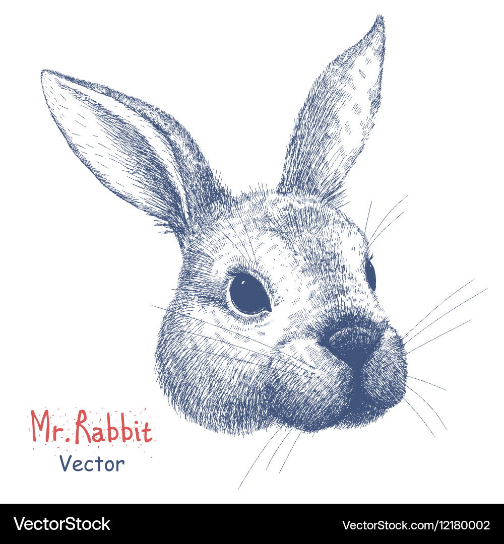 Portrait of a rabbit Royalty Free Vector Image