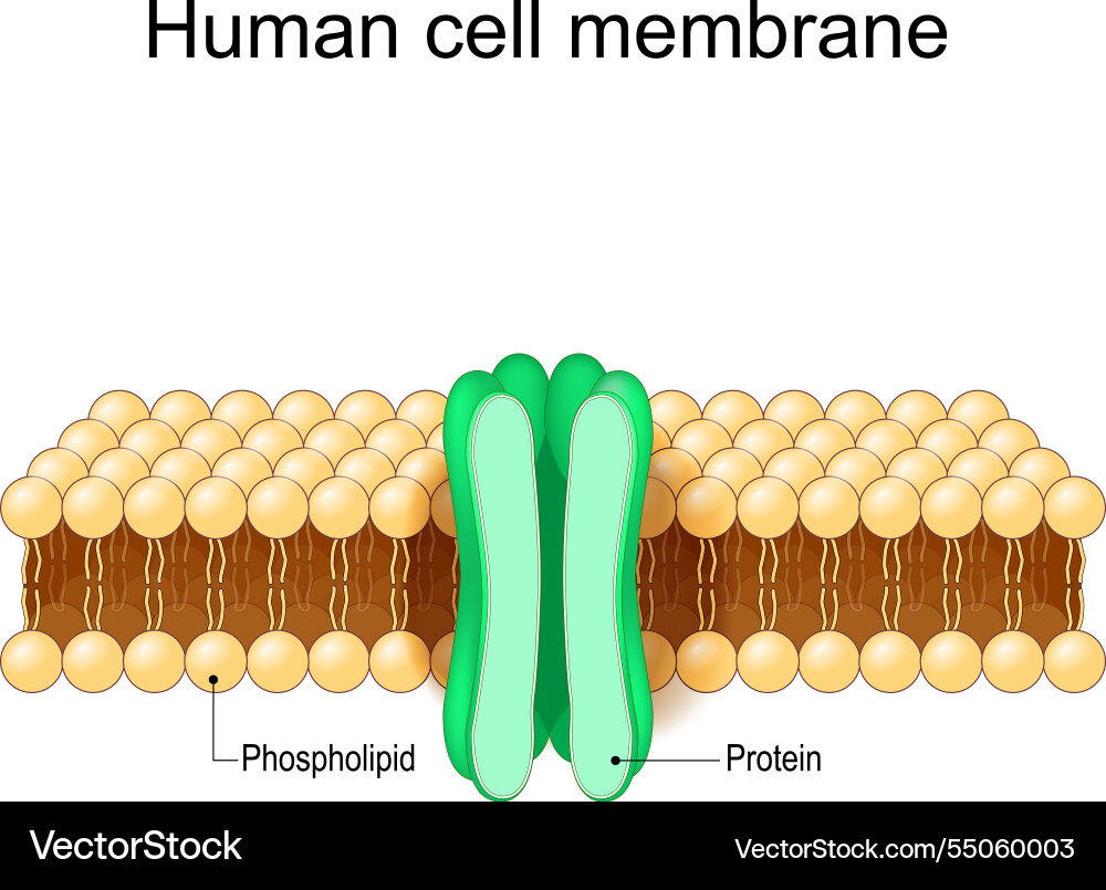 Cell membrane structure Royalty Free Vector Image