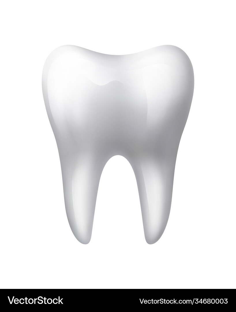 Isolated human tooth Royalty Free Vector Image