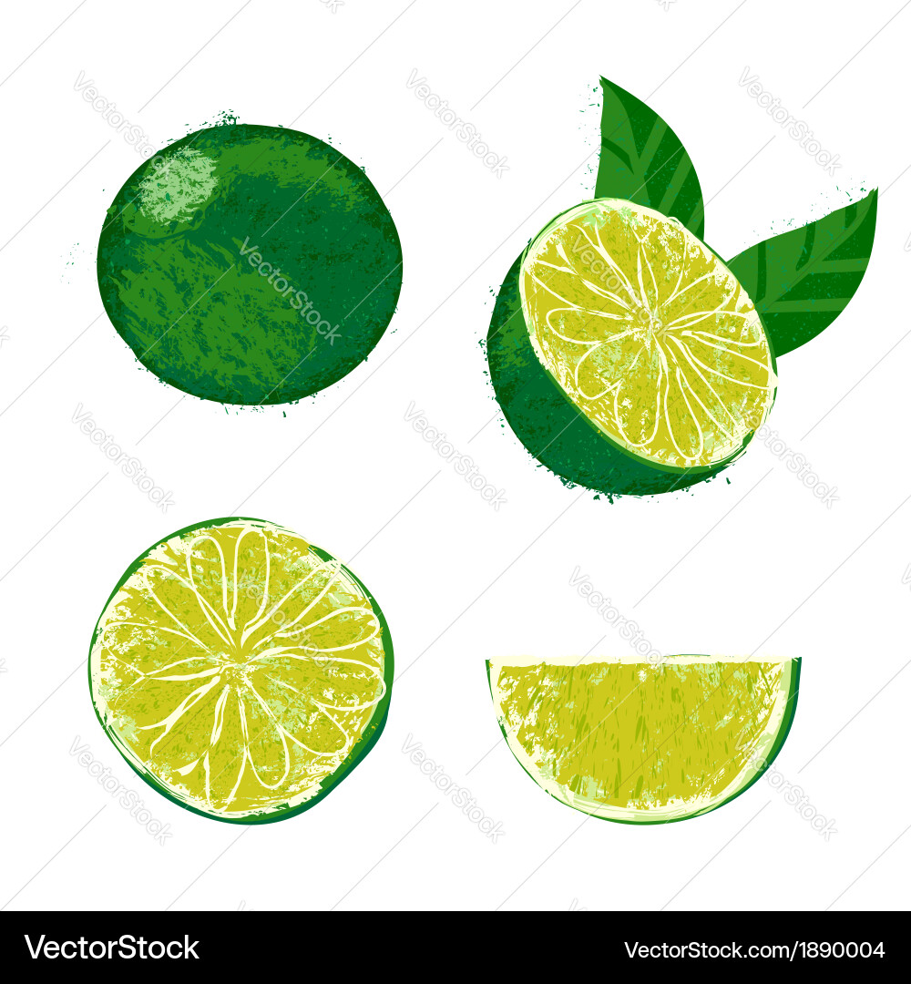 A lime fruit Royalty Free Vector Image - VectorStock