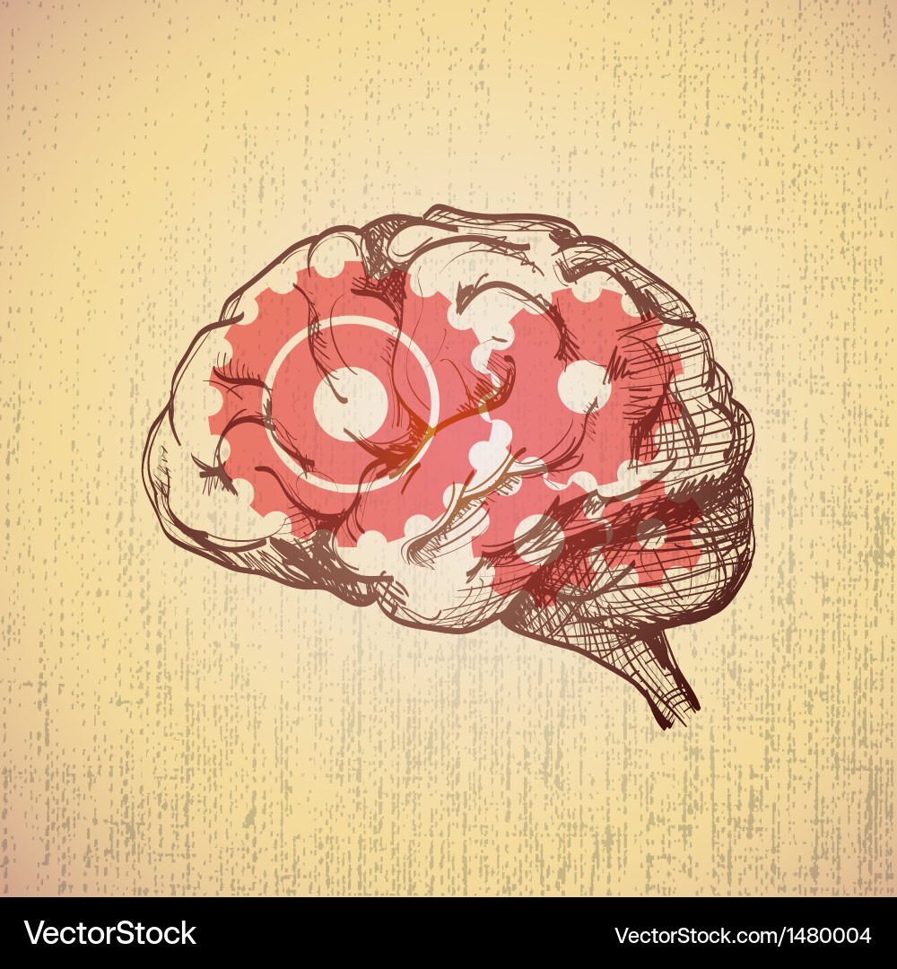 Human brain Royalty Free Vector Image - VectorStock