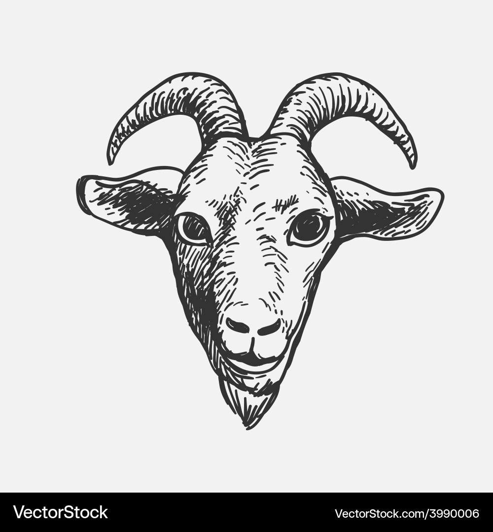 Goat face Royalty Free Vector Image - VectorStock
