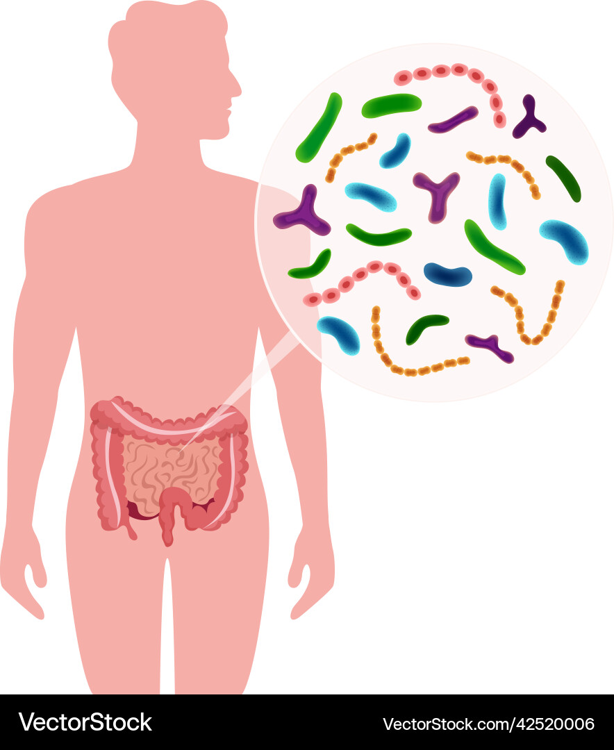 Probiotics human intestine composition Royalty Free Vector