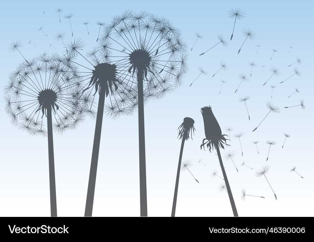 Shape of dandelion outline Royalty Free Vector Image
