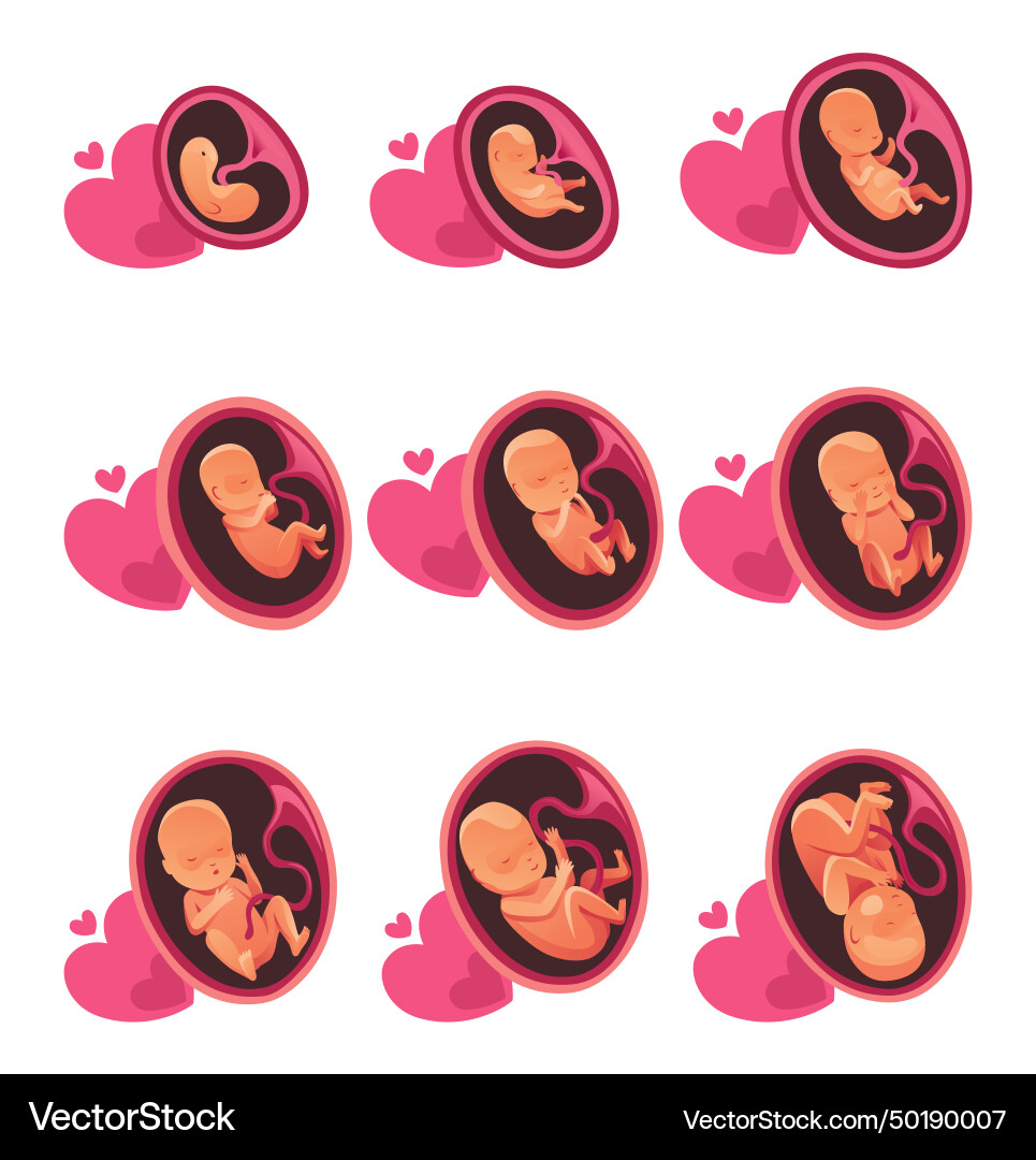 Embryo month stage growth fetal development Vector Image