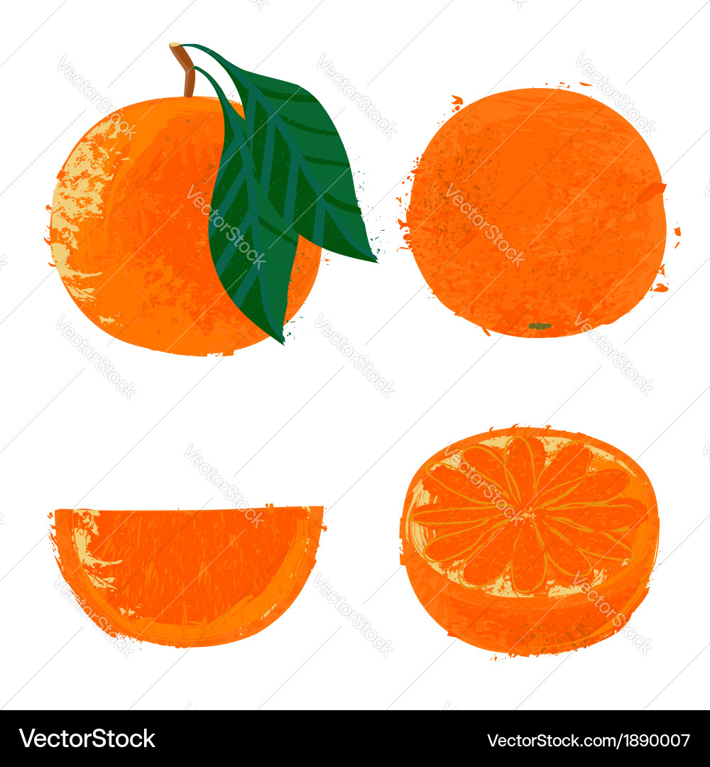 Orange fruits Royalty Free Vector Image - VectorStock