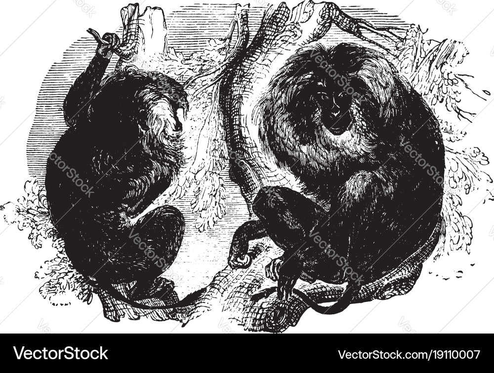 Wanderoo monkey vintage Royalty Free Vector Image