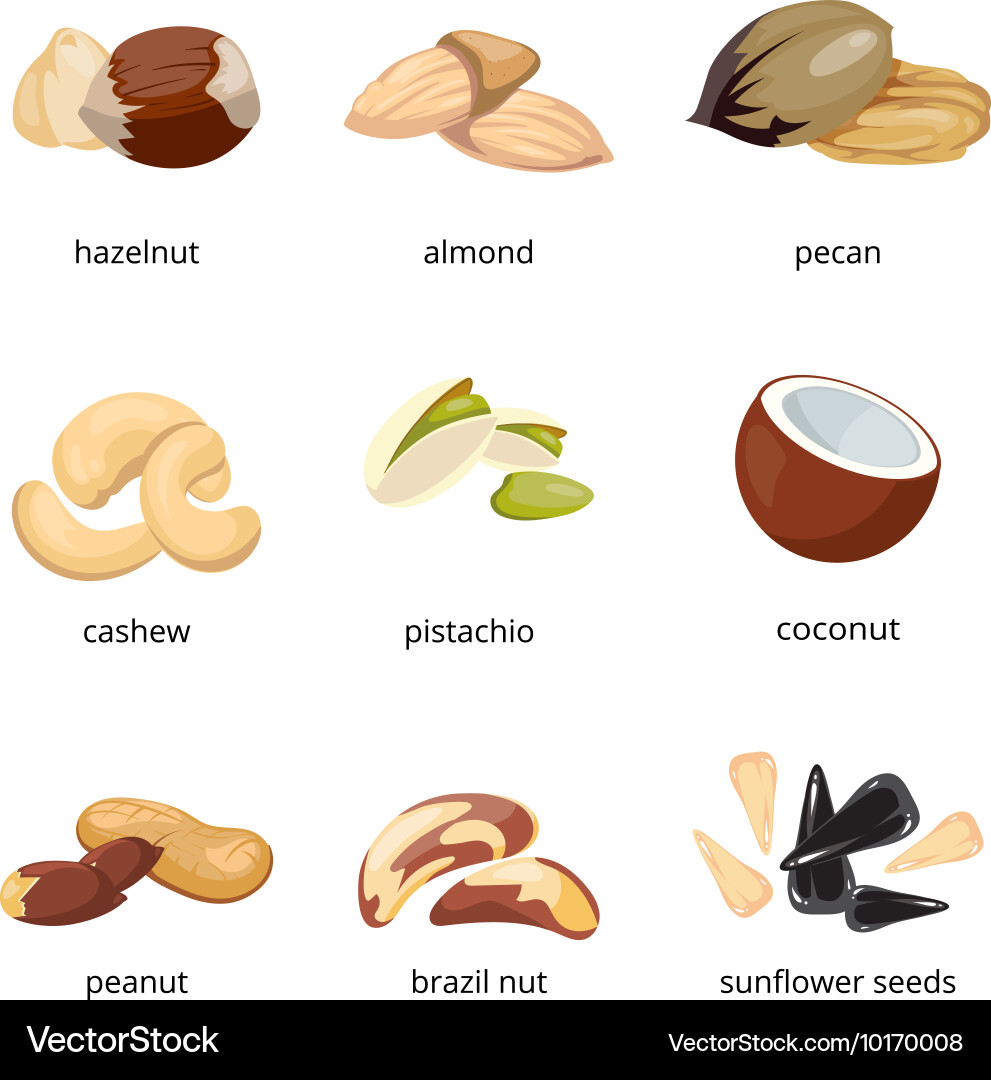 Cartoon nuts set Royalty Free Vector Image - VectorStock
