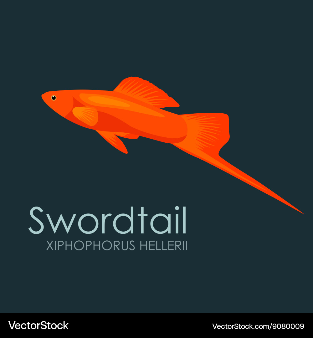 Aquarium fish swordtail – Royalty-Free Vector | VectorStock