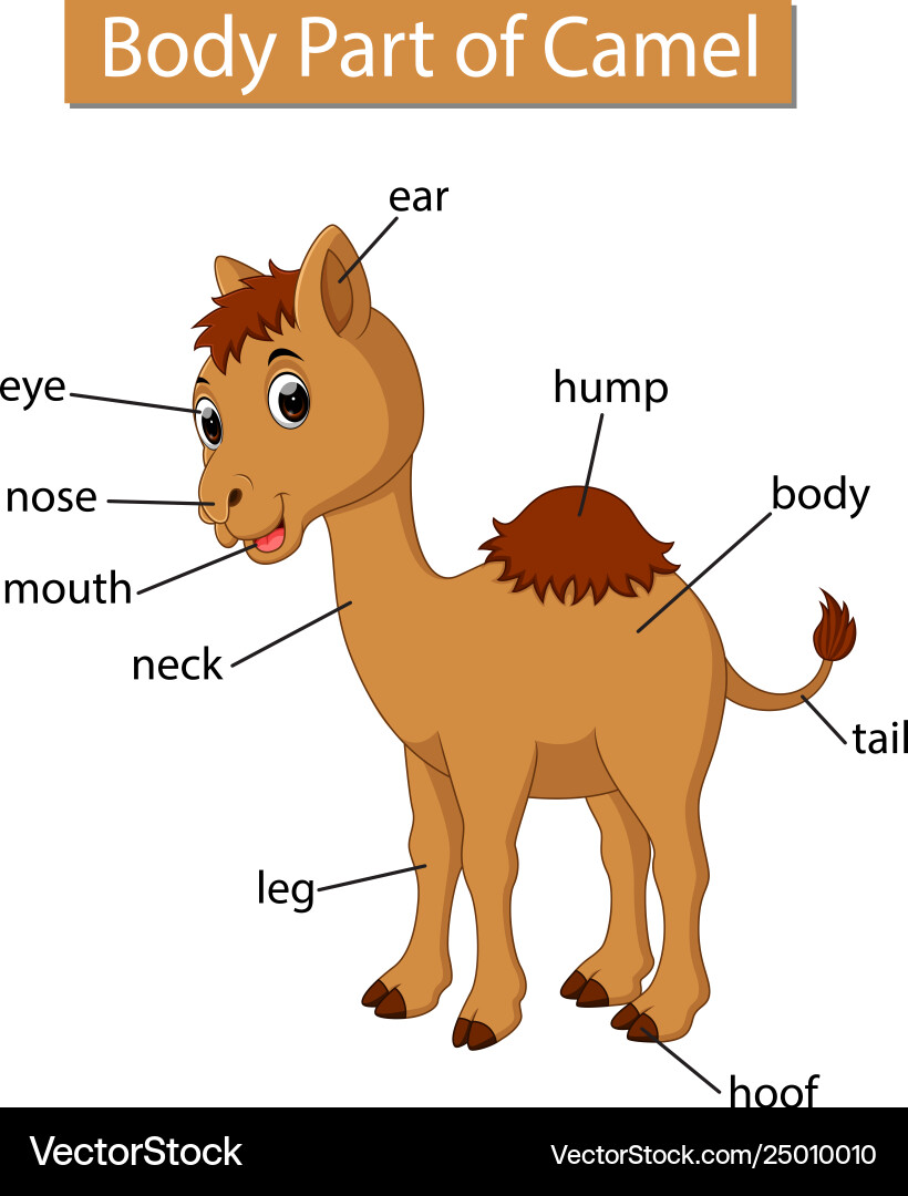 Diagram showing body part camel Royalty Free Vector Image