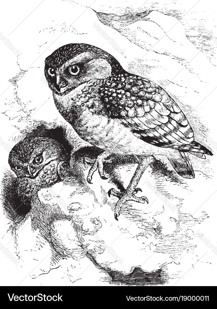 Burrowing Owls in Mountain Landscape Royalty Free Vector