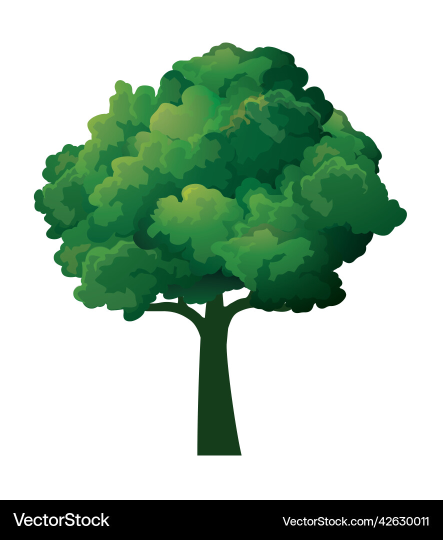 Green spring tree Royalty Free Vector Image - VectorStock
