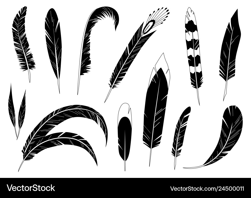 Realistic detailed feathers set hand drawn Vector Image