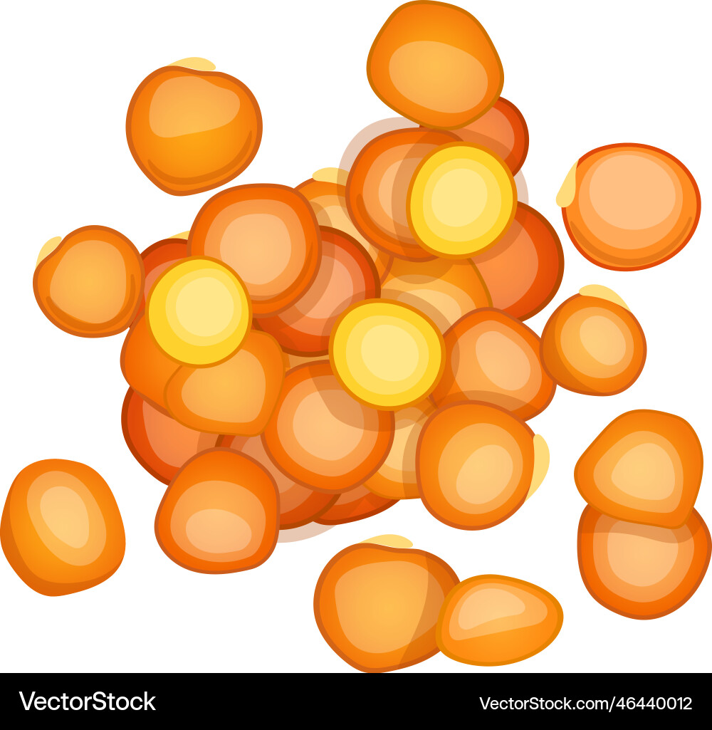 Lentil seed cartoon Royalty Free Vector Image - VectorStock