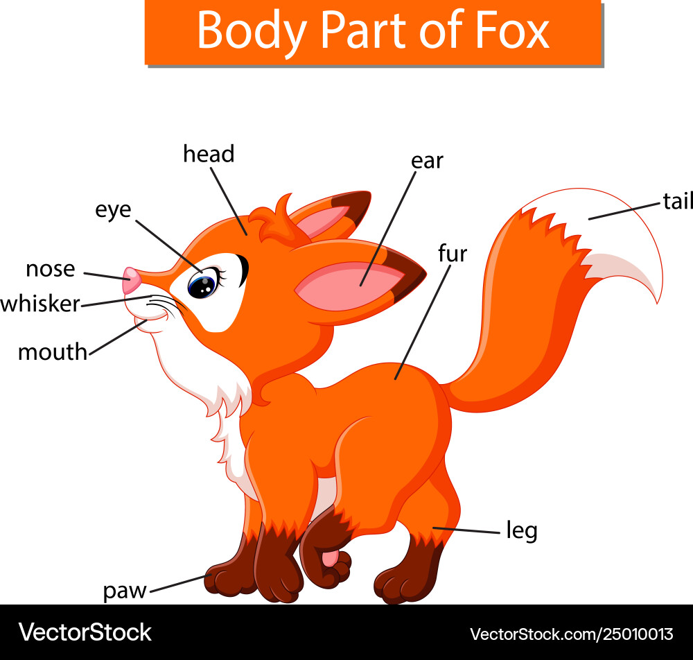 Fox Big Ears Vector Images (87)