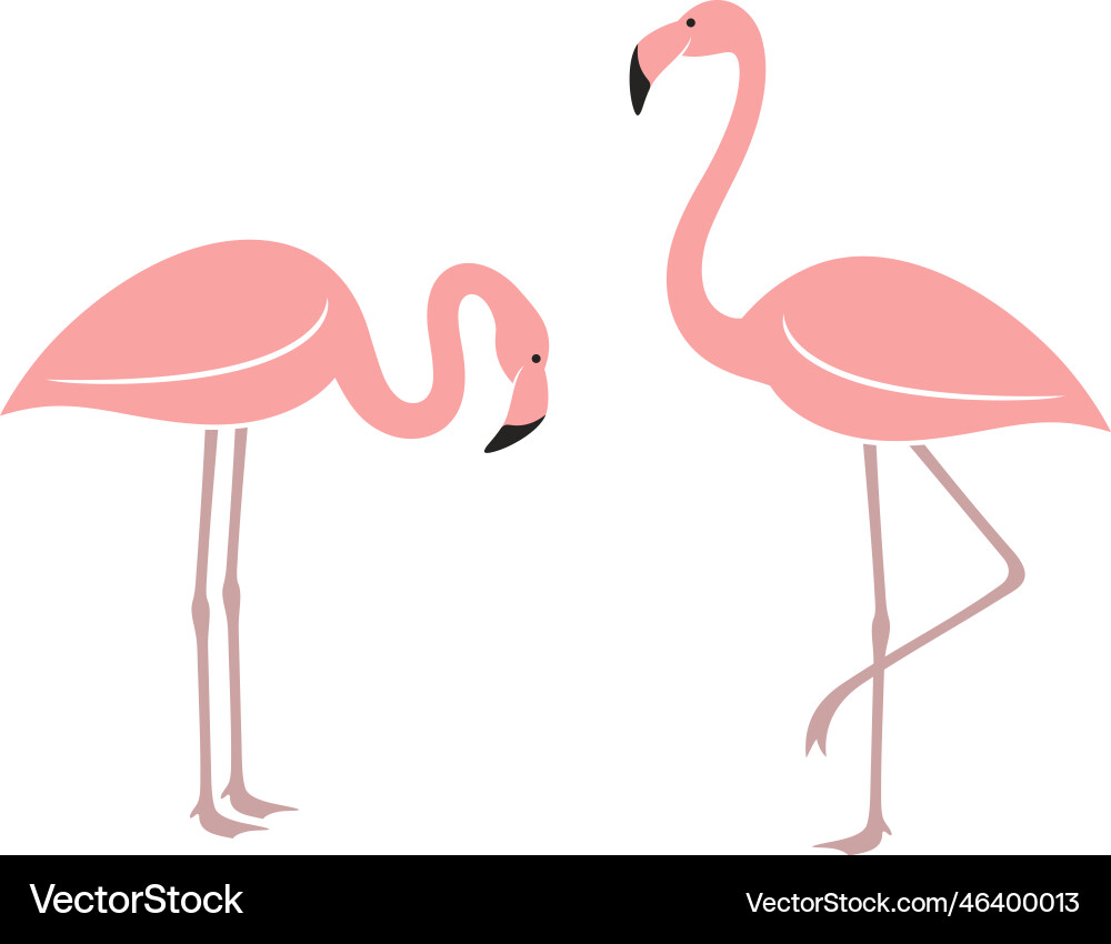Flamingo Royalty Free Vector Image - VectorStock