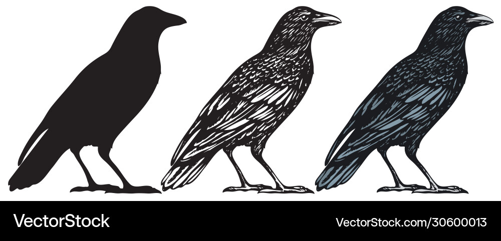 Hand-drawn black birds raven crow rook jackdaw Vector Image