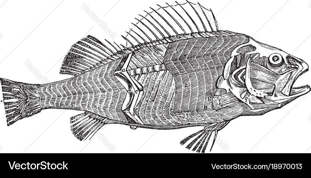 Muscles of a fish vintage Royalty Free Vector Image