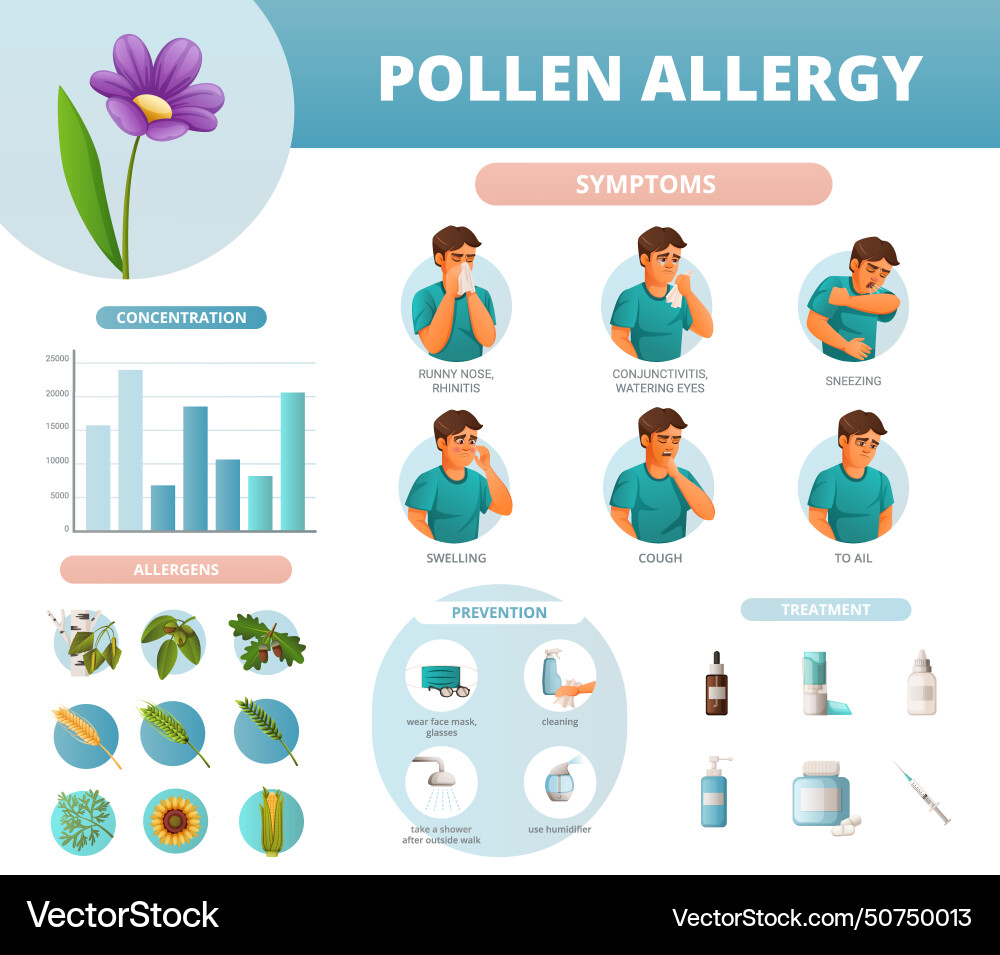Pollen allergy infographics Royalty Free Vector Image