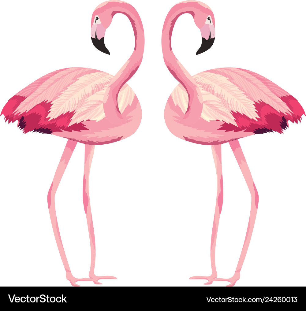 Tropical flamingos cartoon Royalty Free Vector Image