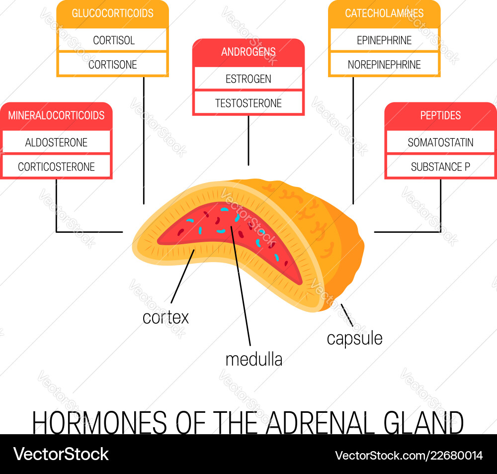 Adrenal Gland Diagram