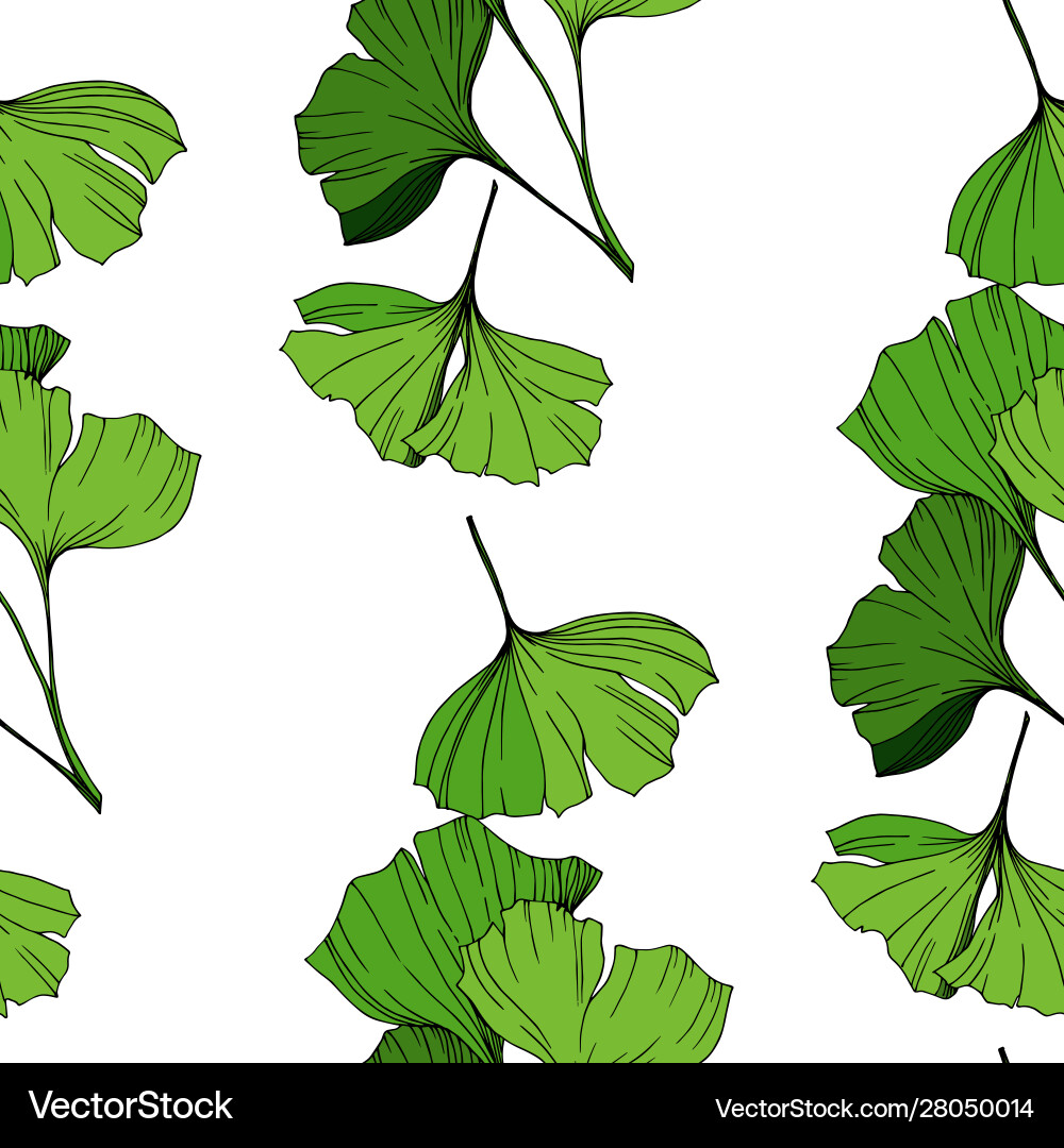 Green ginkgo leaf engraved ink art Royalty Free Vector Image