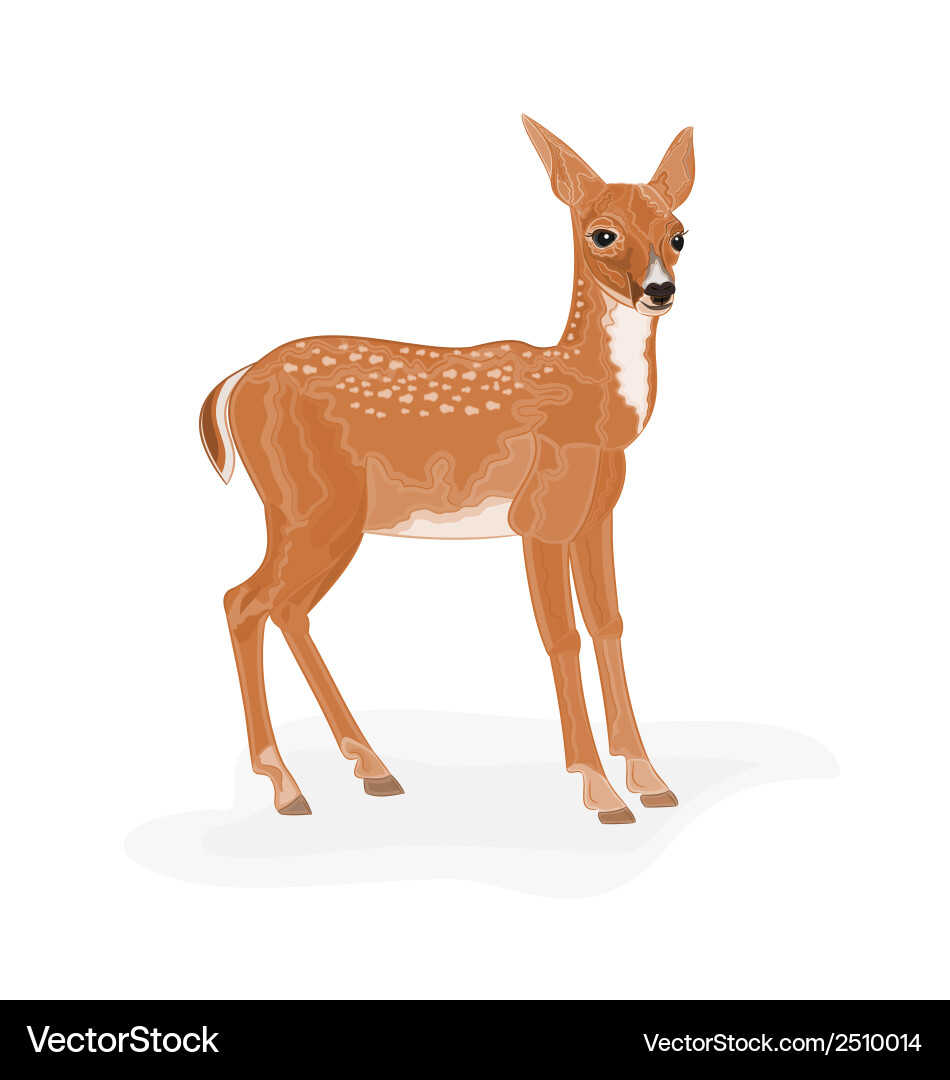 Roe-deer Royalty Free Vector Image - VectorStock
