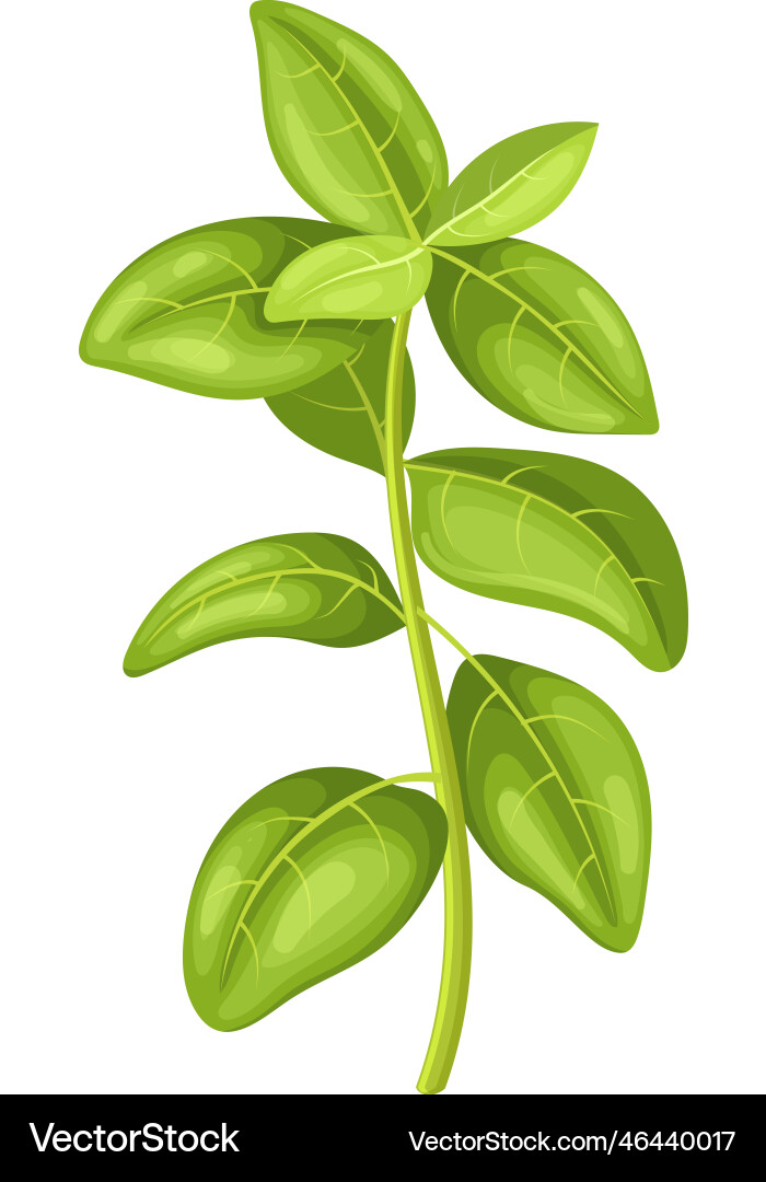Oregano green cartoon Royalty Free Vector Image