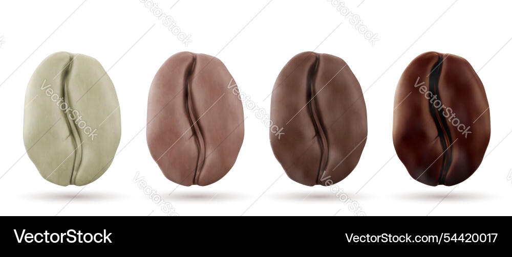 Realistic 3d coffee beans showing roasting stages Vector Image