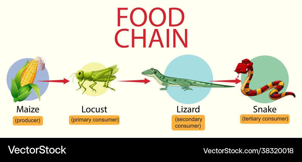 Science food chain diagram Royalty Free Vector Image