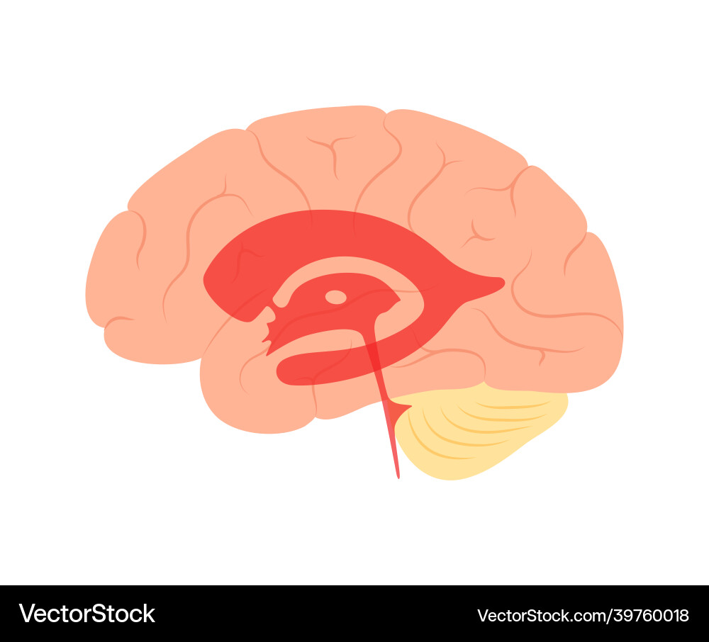 Ventricular system anatomy Royalty Free Vector Image