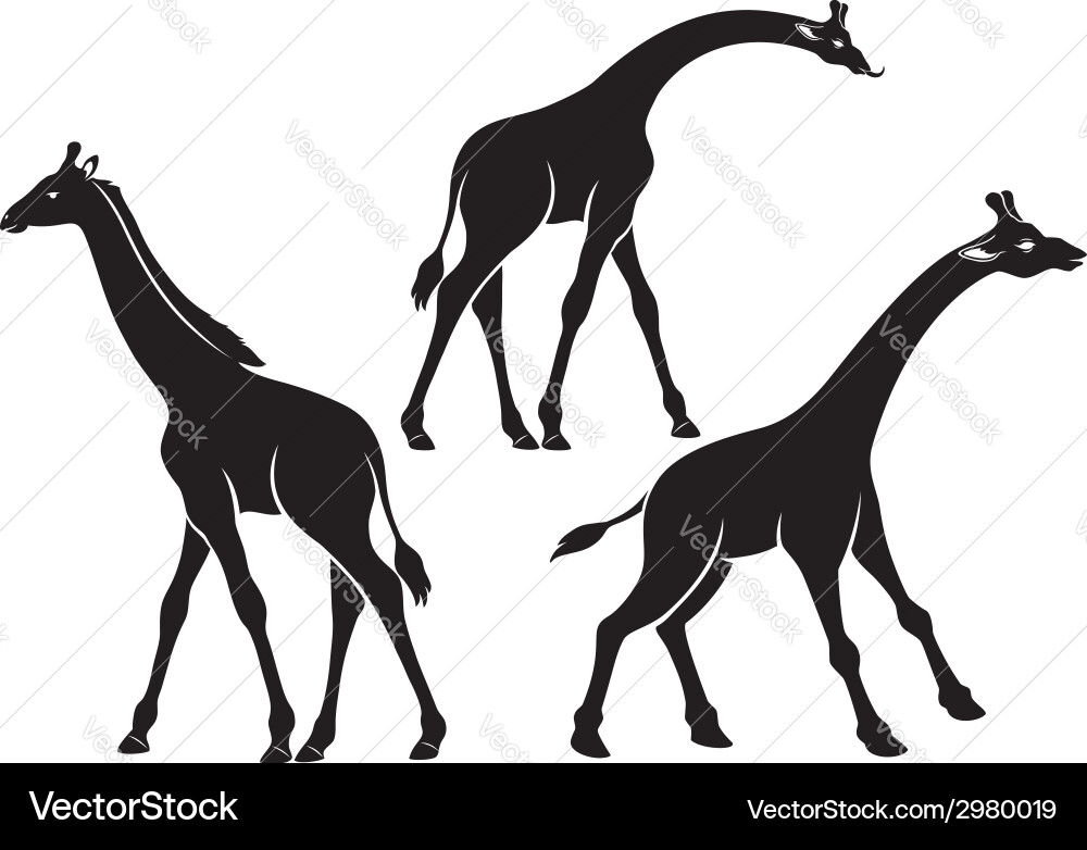 Giraffe Royalty Free Vector Image - VectorStock