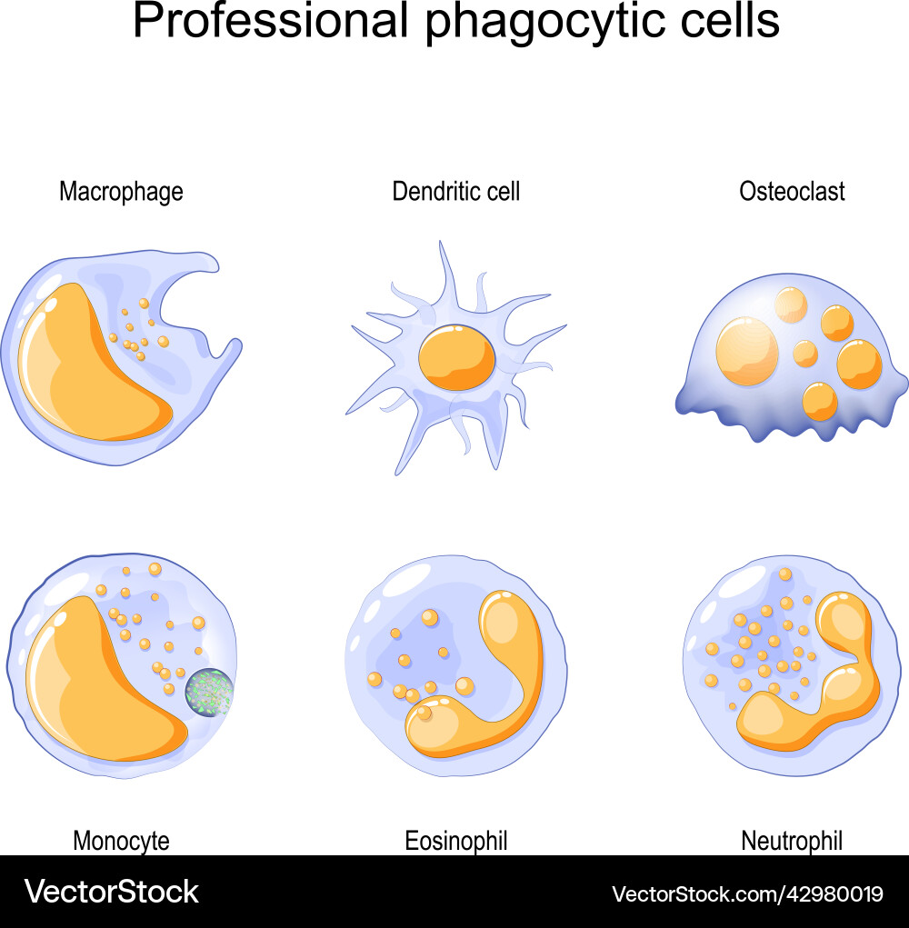 Phagocytosis professional phagocytic cells Vector Image