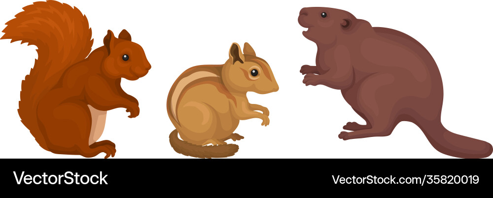 Rodents with squirrel and beaver having robust Vector Image