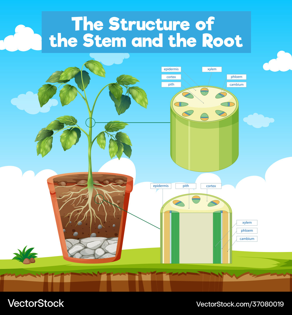 Structure stem and root Royalty Free Vector Image