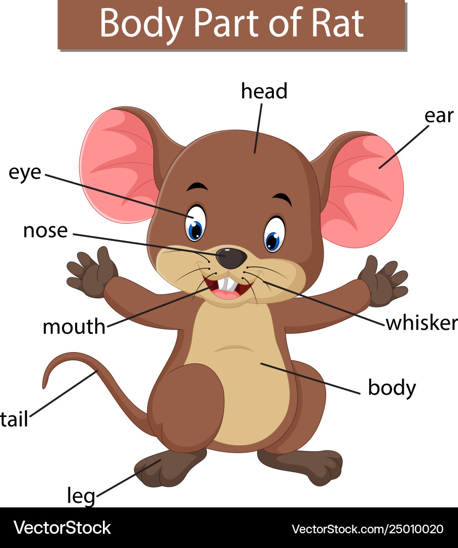 Diagram showing body part rat Royalty Free Vector Image