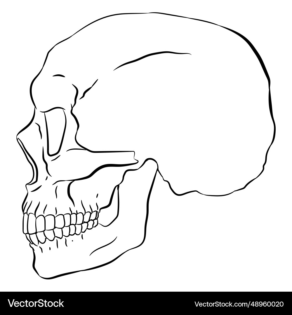 Profile cranium skull hand-drawn Royalty Free Vector Image
