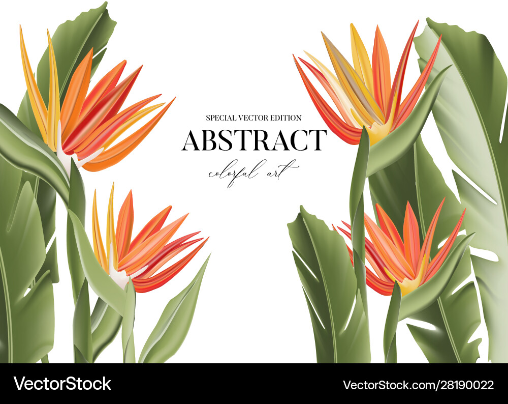 Bird paradise graphic card design modern 3d Vector Image