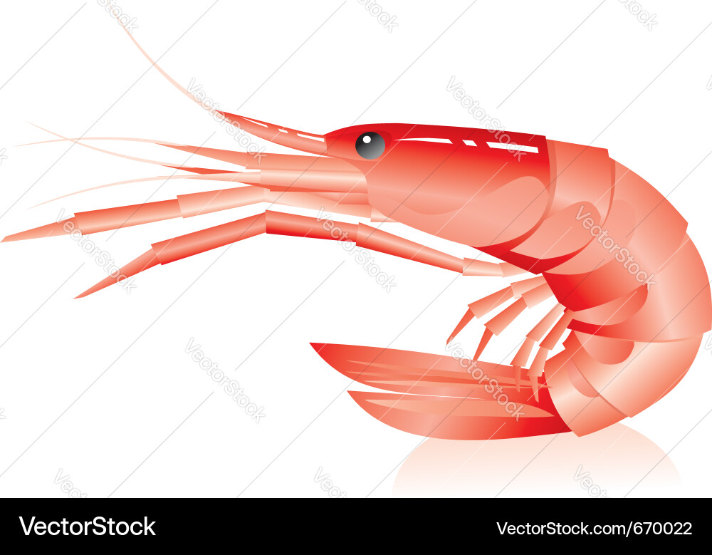 Shrimp Royalty Free Vector Image - VectorStock