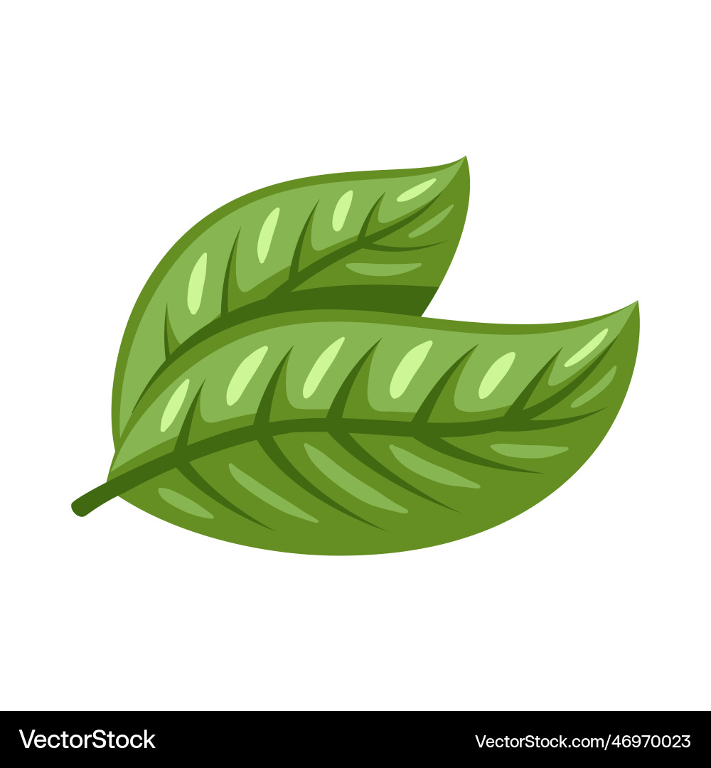Cocoa leaf isolated on white background Royalty Free Vector