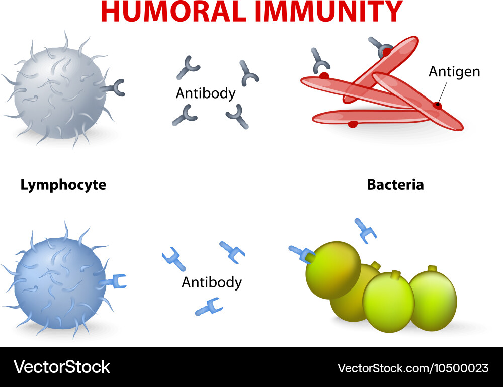 Humoral immunity Royalty Free Vector Image - VectorStock