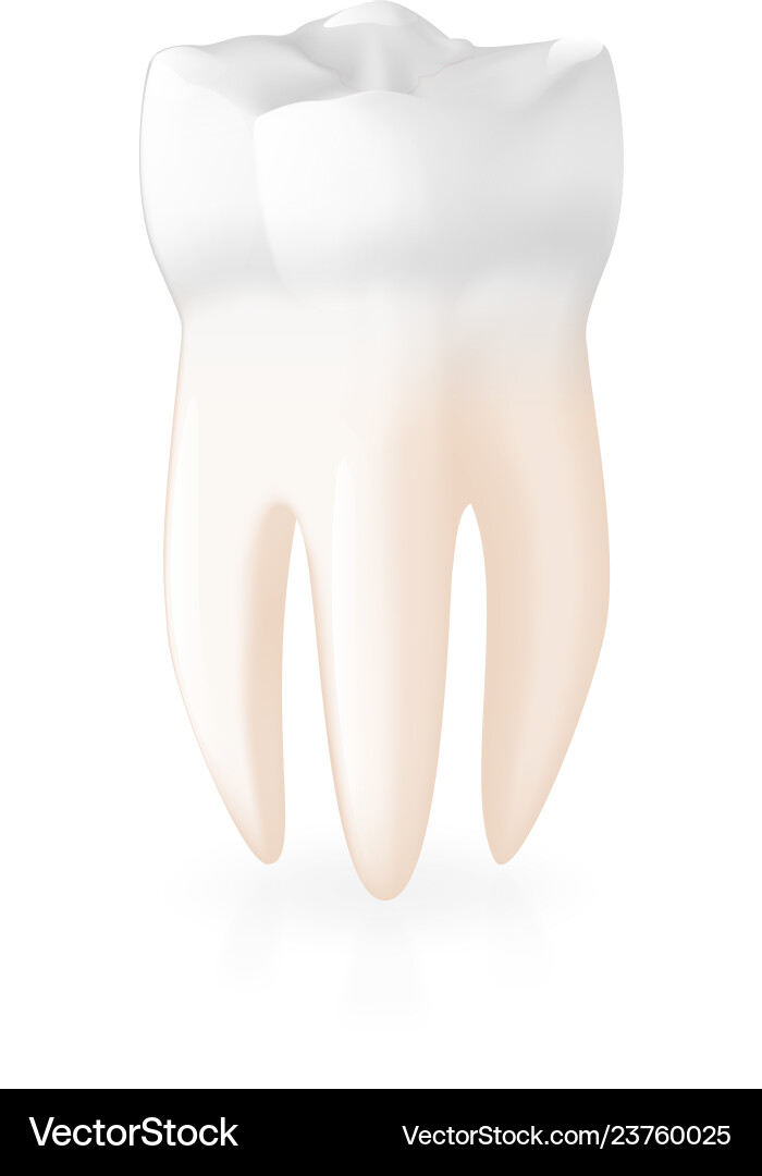 White tooth isolated Royalty Free Vector Image