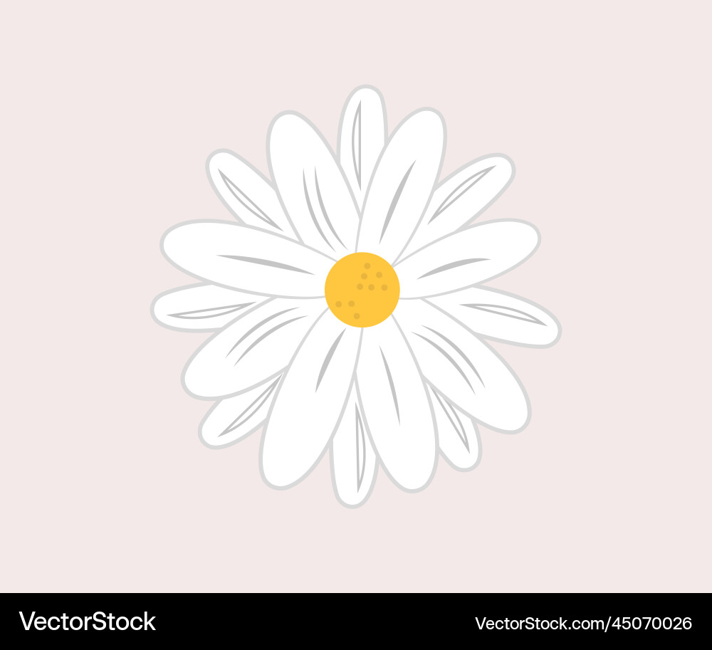 Daisy draw flower isolated Royalty Free Vector Image