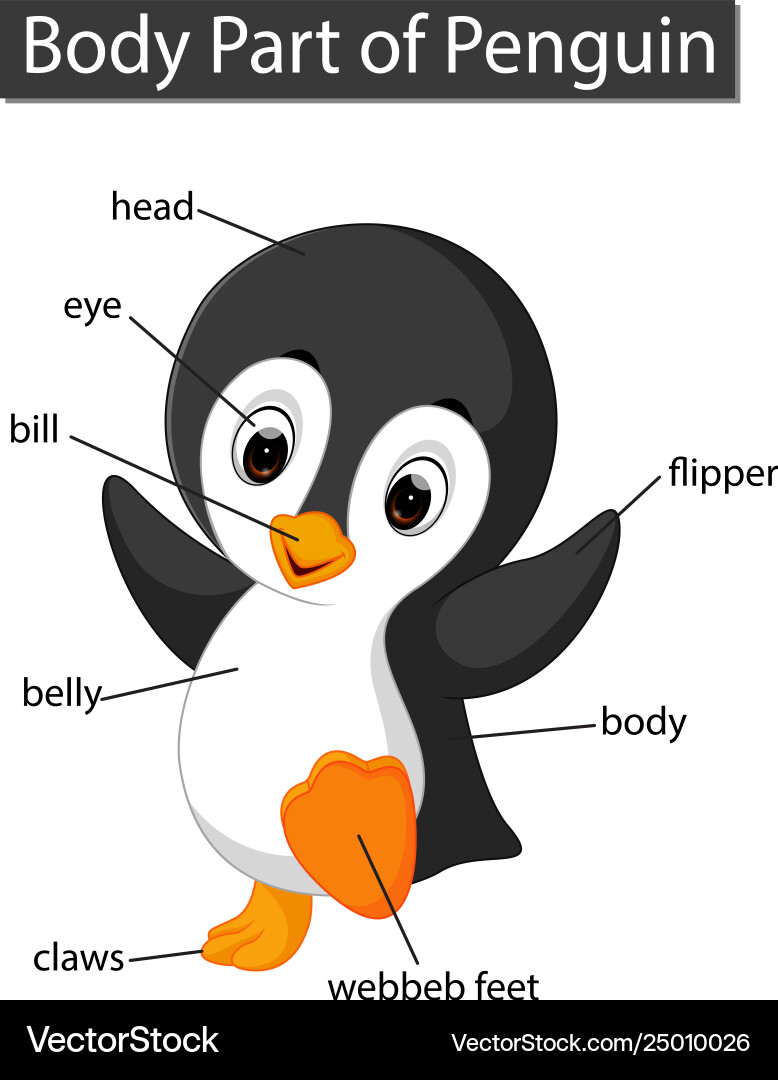Penguin Anatomy Diagram Royalty Free Vector Image