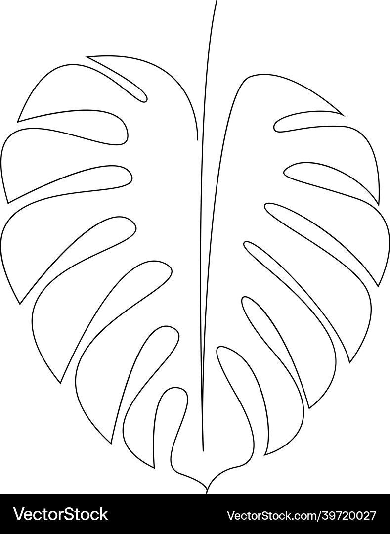 Monstera leaf line art contour drawing Royalty Free Vector