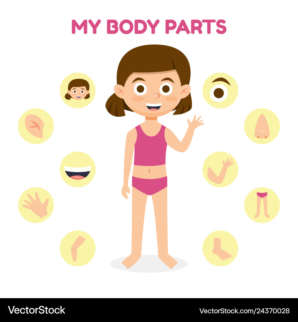 A girl with different parts Royalty Free Vector Image
