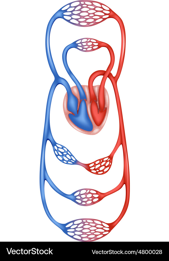 Circulation Royalty Free Vector Image - VectorStock