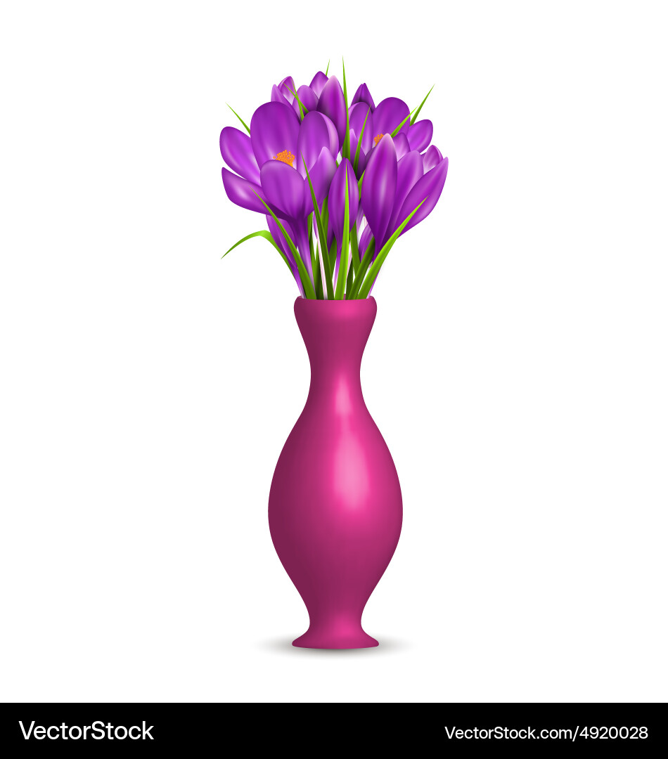 Crocuses in vase isolated on white Royalty Free Vector Image