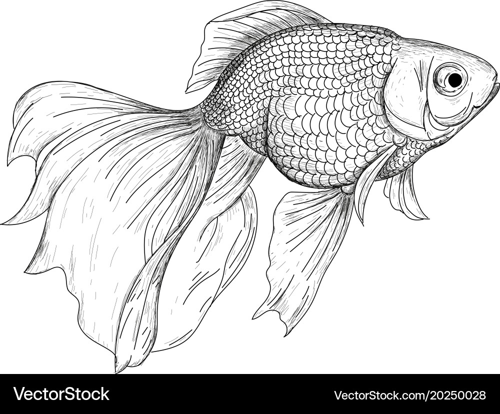 Goldfish Line Art Drawing Royalty Free Vector Image